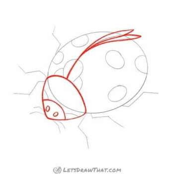 How to Draw a Ladybug - Cute Realistic Style